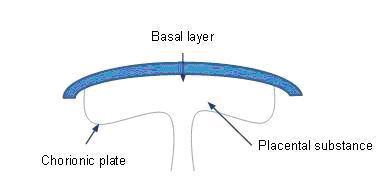 Chorionic Plate